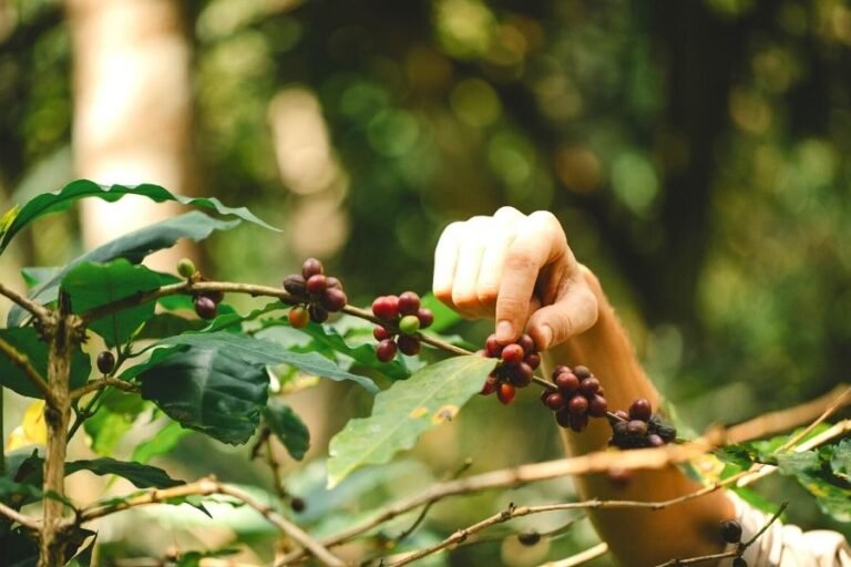 Why is Coorg so famous? Places to visit, when to visit, & more. - Richa Deo